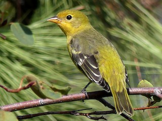 Western Tanager - eBird