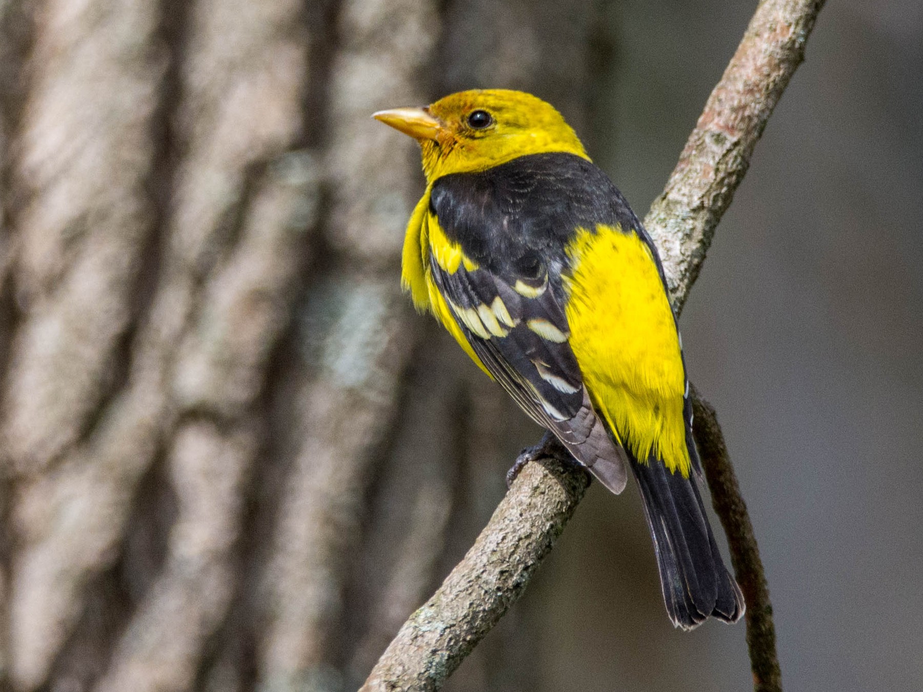 Western Tanager - eBird