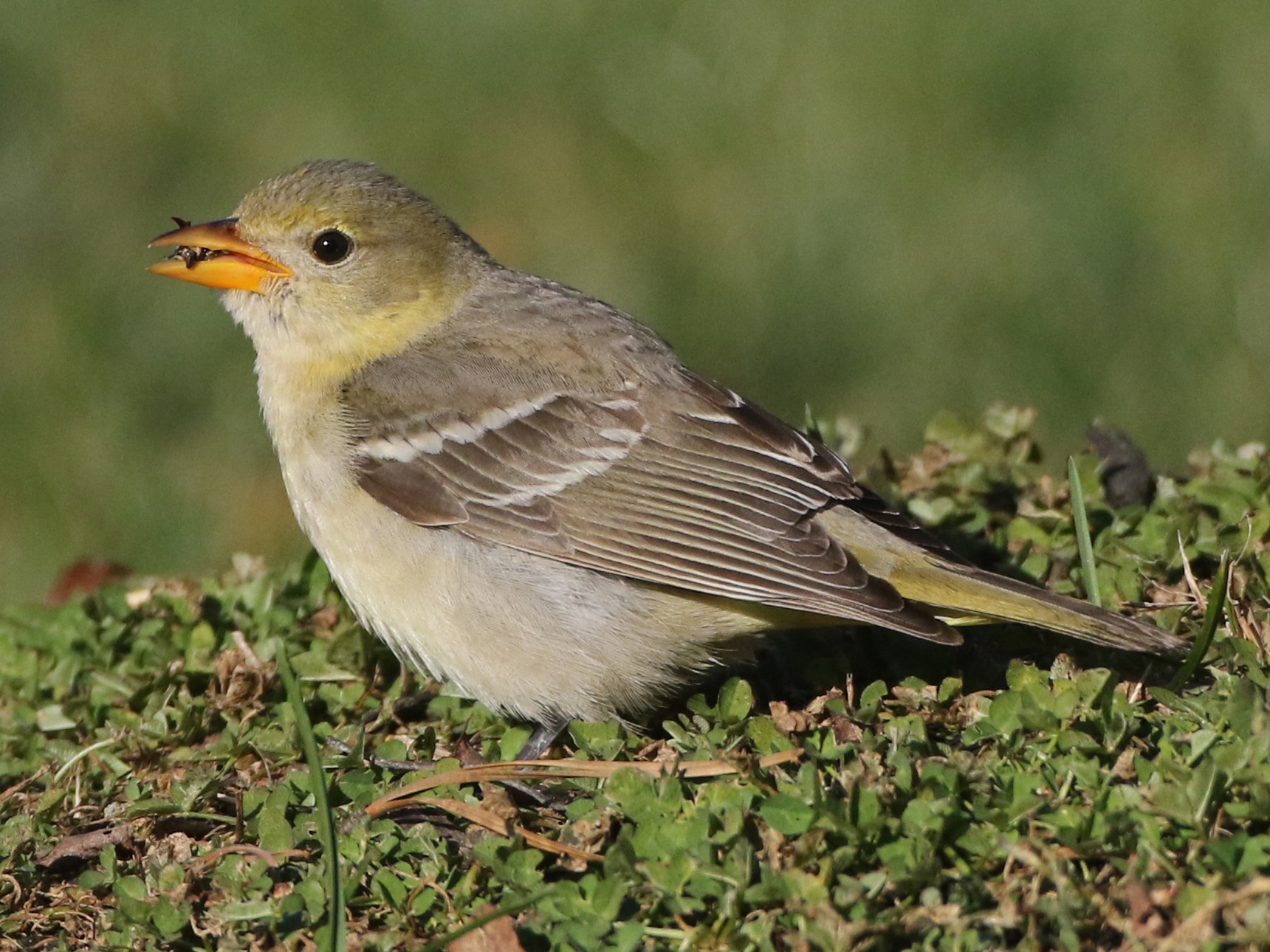 Western Tanager - eBird