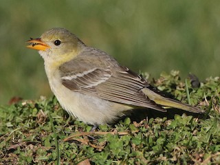 Western Tanager - eBird