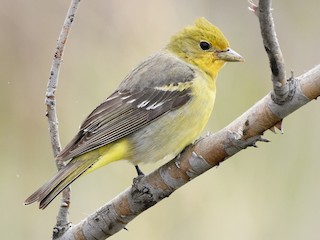 Western Tanager - eBird
