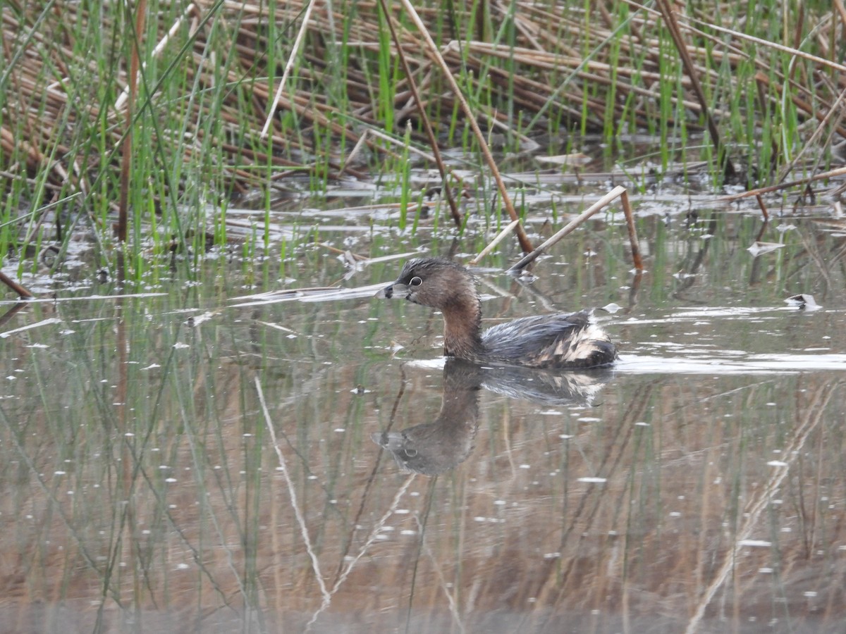 eBird Checklist - 12 Jan 2021 - Corcoran Rd to Virginia - 8 species (+2 ...