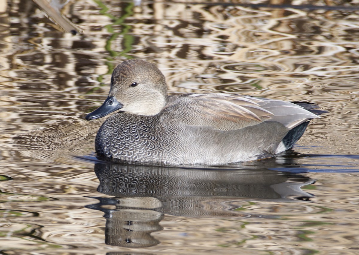 eBird Checklist - 12 Jan 2021 - Malibu Legacy Park - 13 species