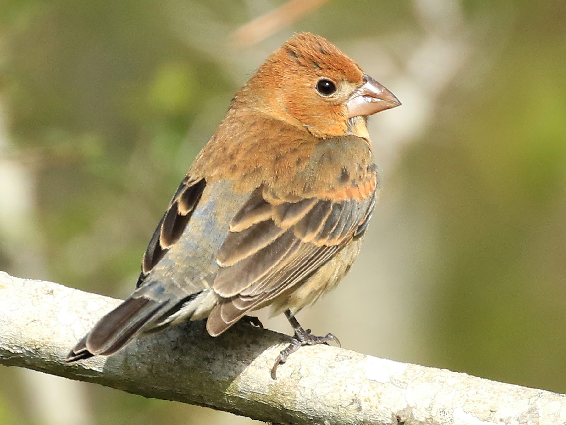 Blue Grosbeak - eBird