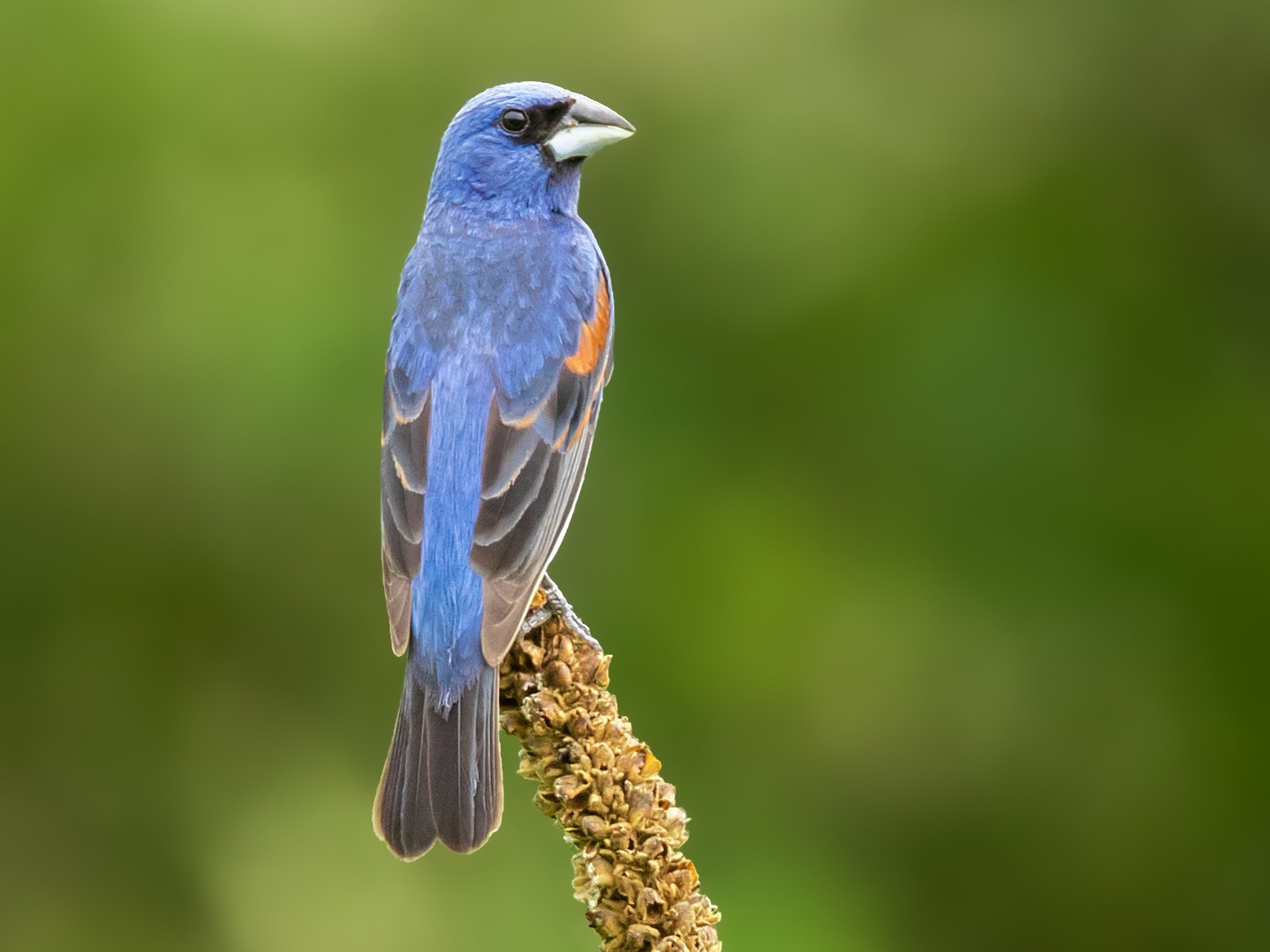 Blue Grosbeak - eBird