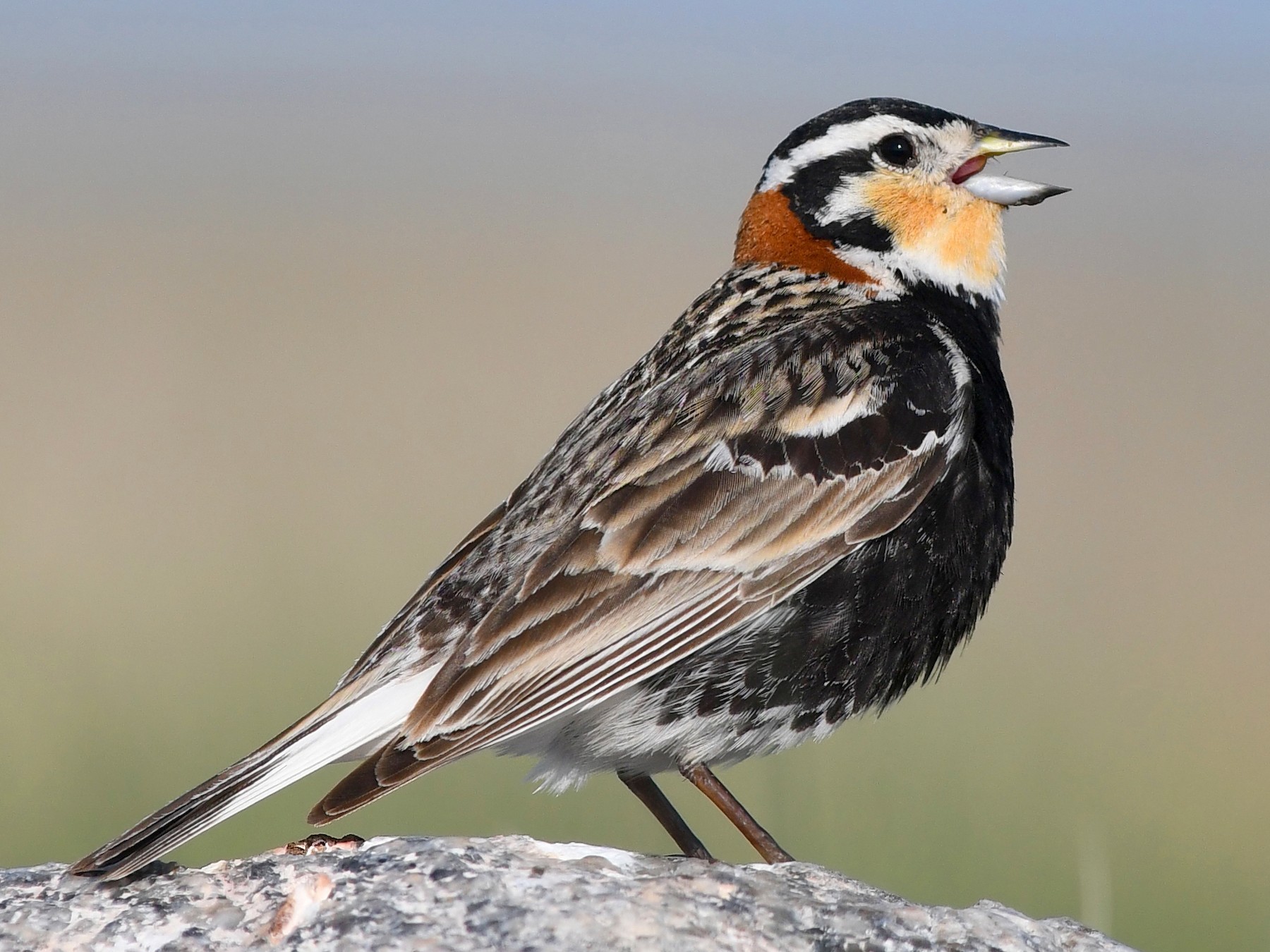 Chestnut-collared Longspur - eBird