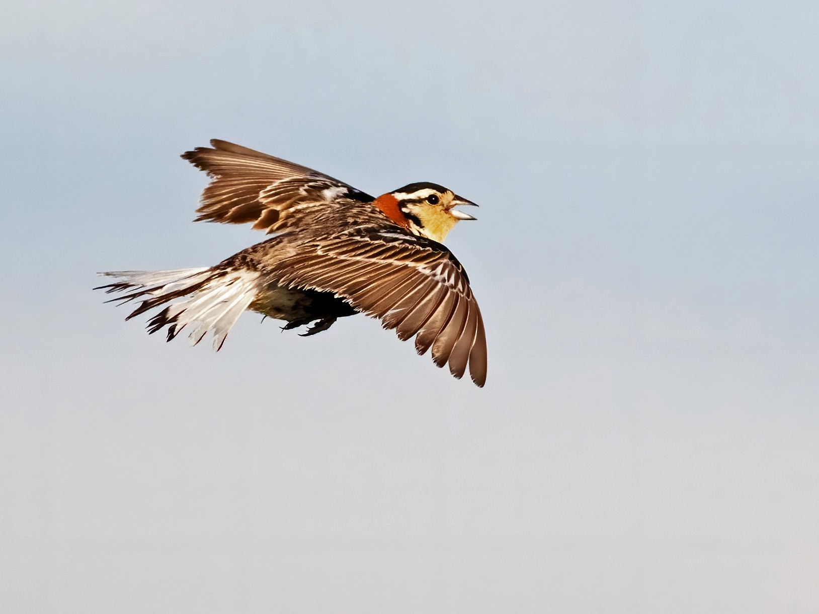 Chestnut-collared Longspur - eBird