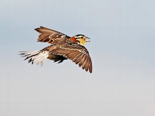 Chestnut-collared Longspur - eBird