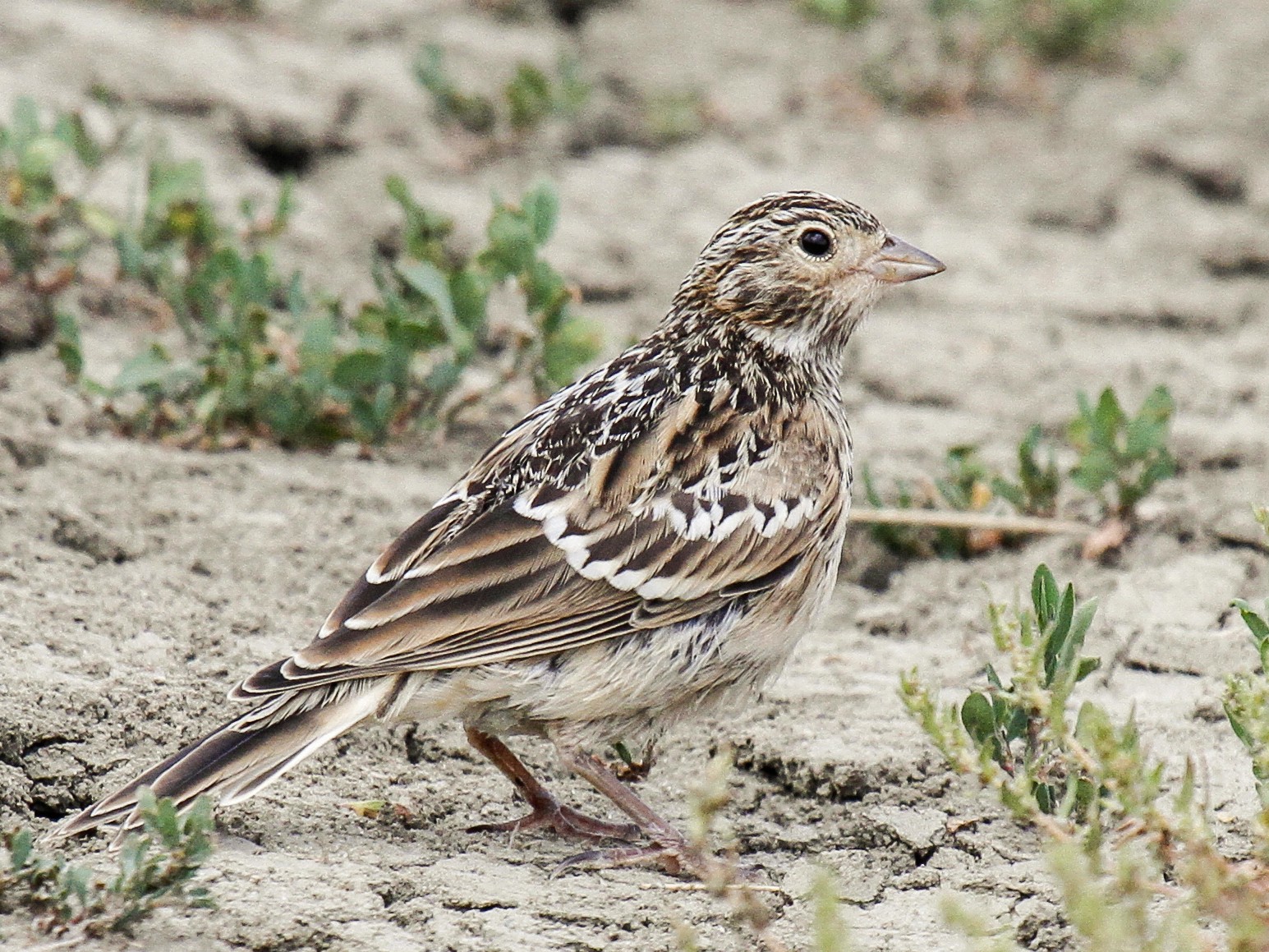 Chestnut-collared Longspur - eBird
