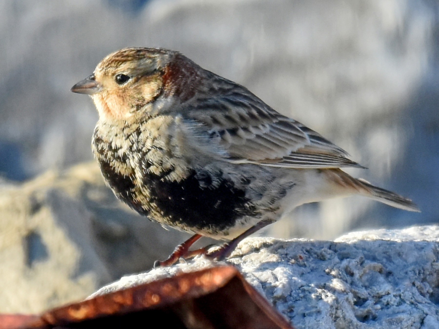 Chestnut-collared Longspur - eBird