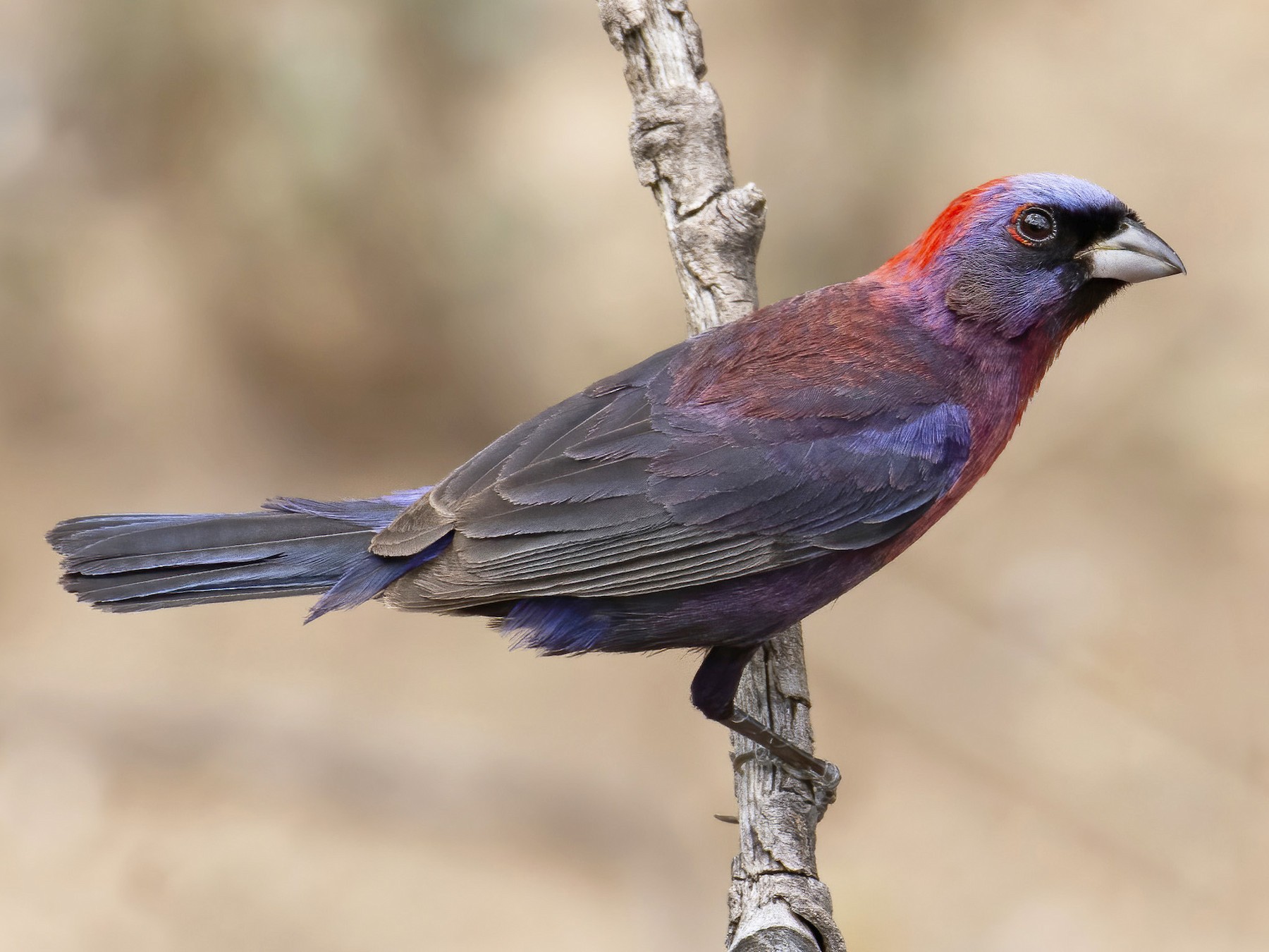 Varied Bunting - eBird