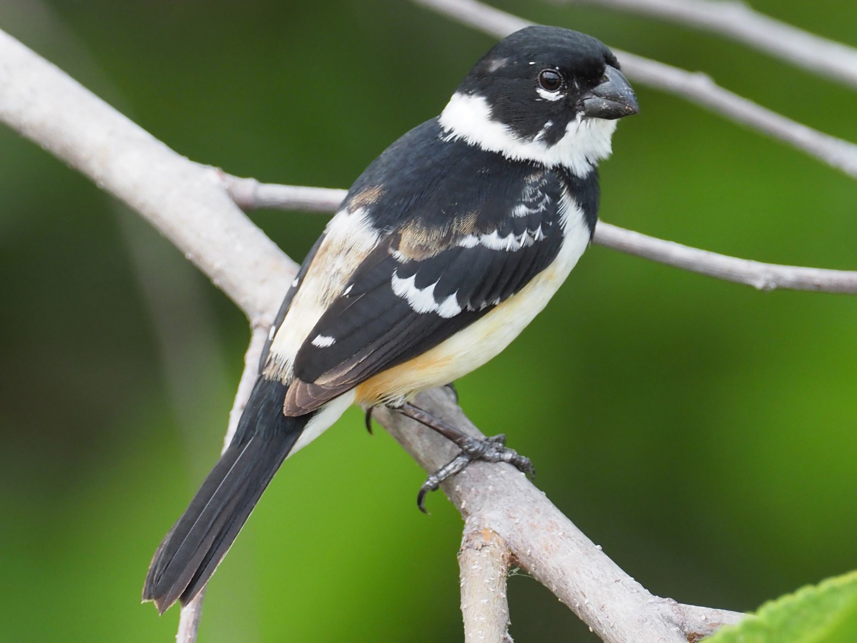 Morelet's Seedeater - eBird