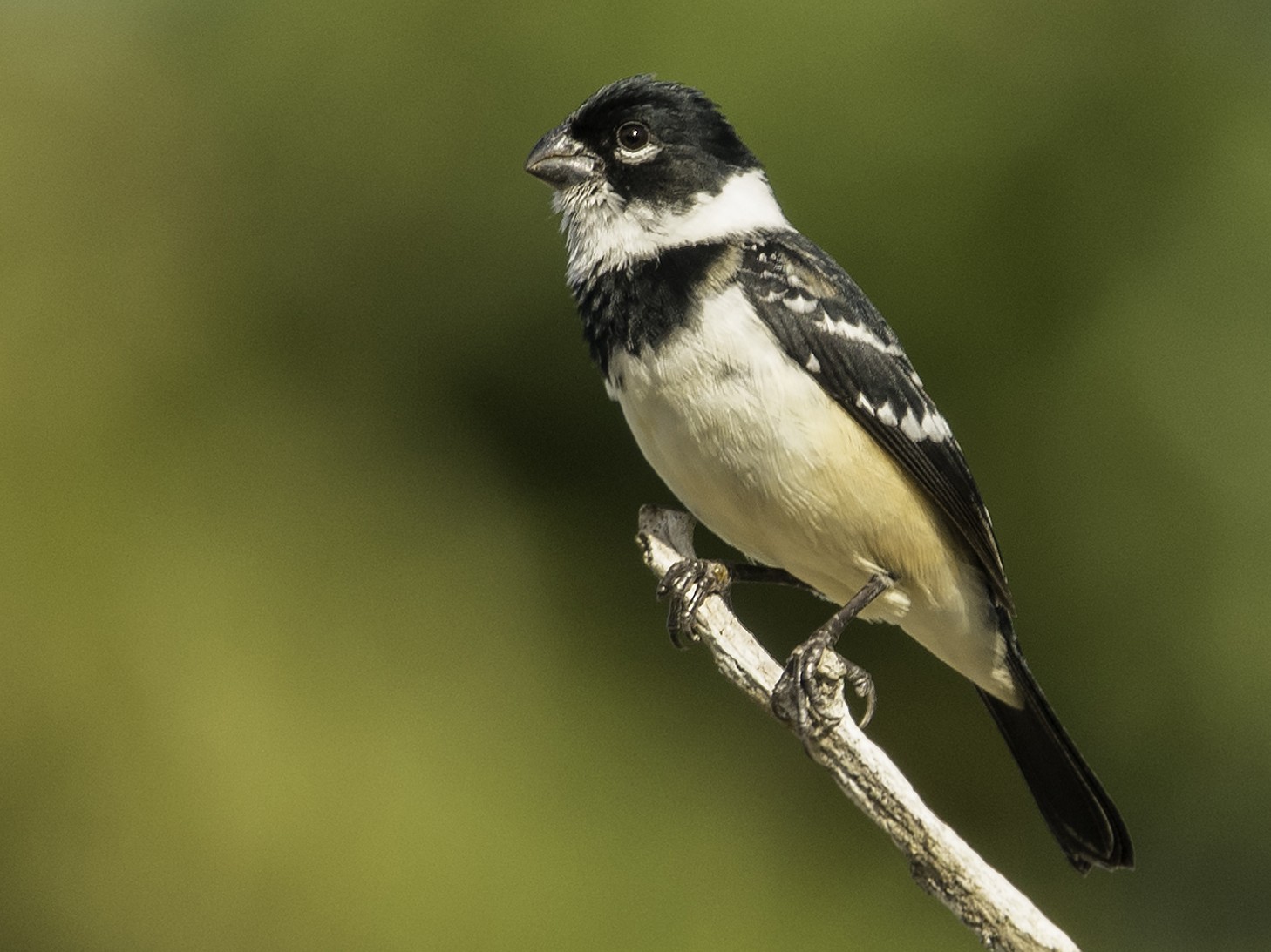 Semillero de Collar - eBird