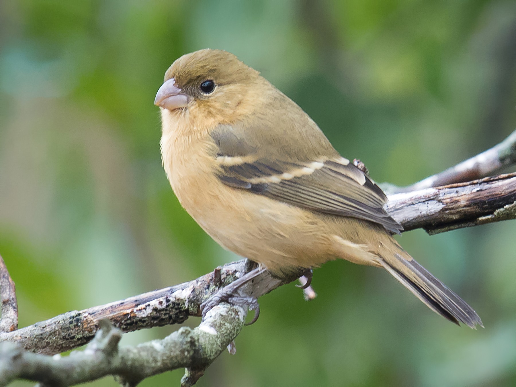 Morelet's Seedeater - eBird
