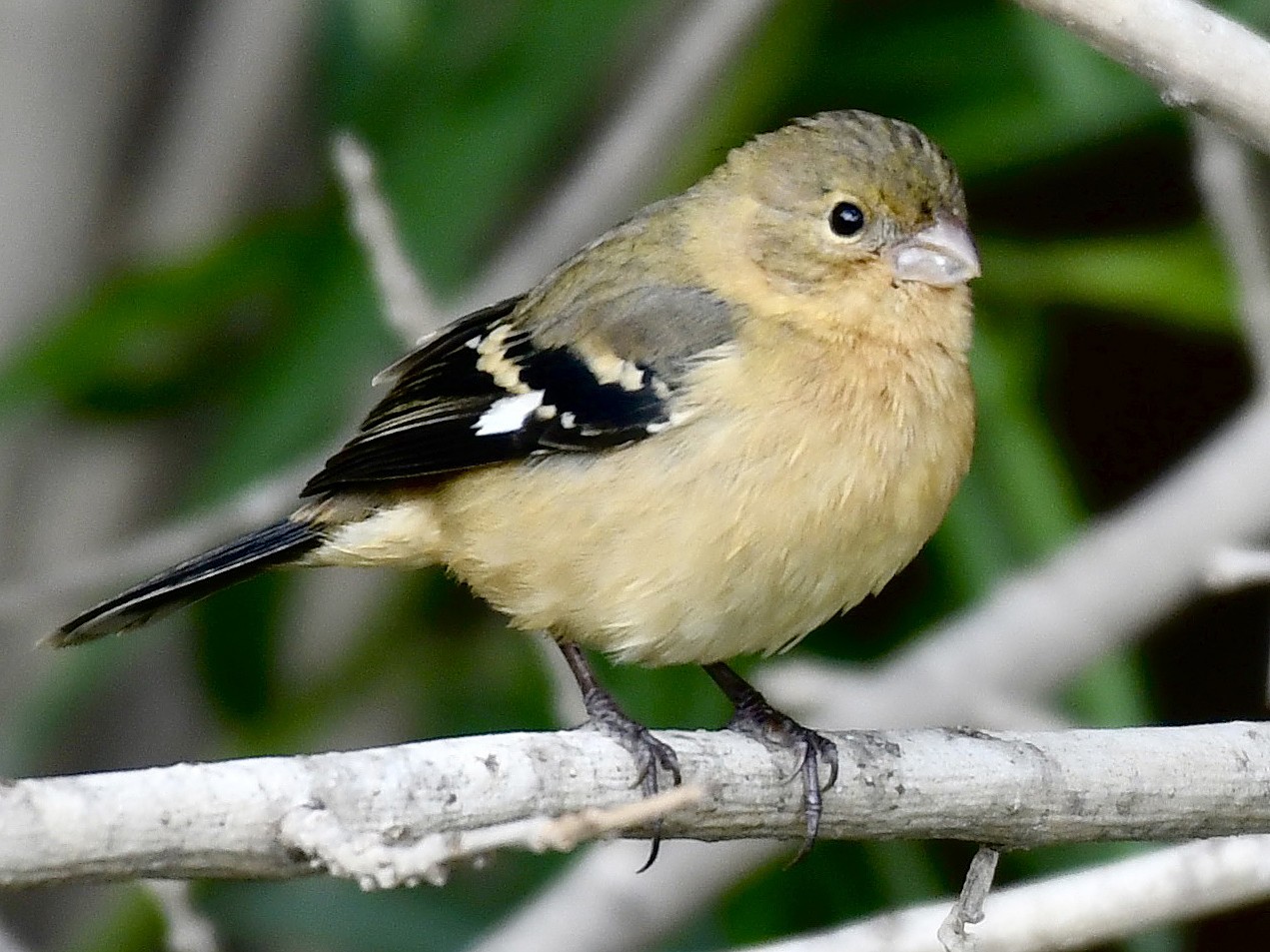 Morelet's Seedeater - eBird