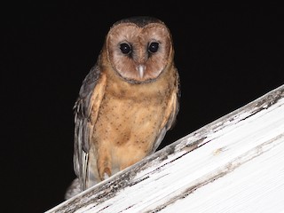 American Barn Owl - eBird