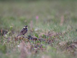 Smith's Longspur - eBird