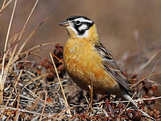 Smith's Longspur - eBird