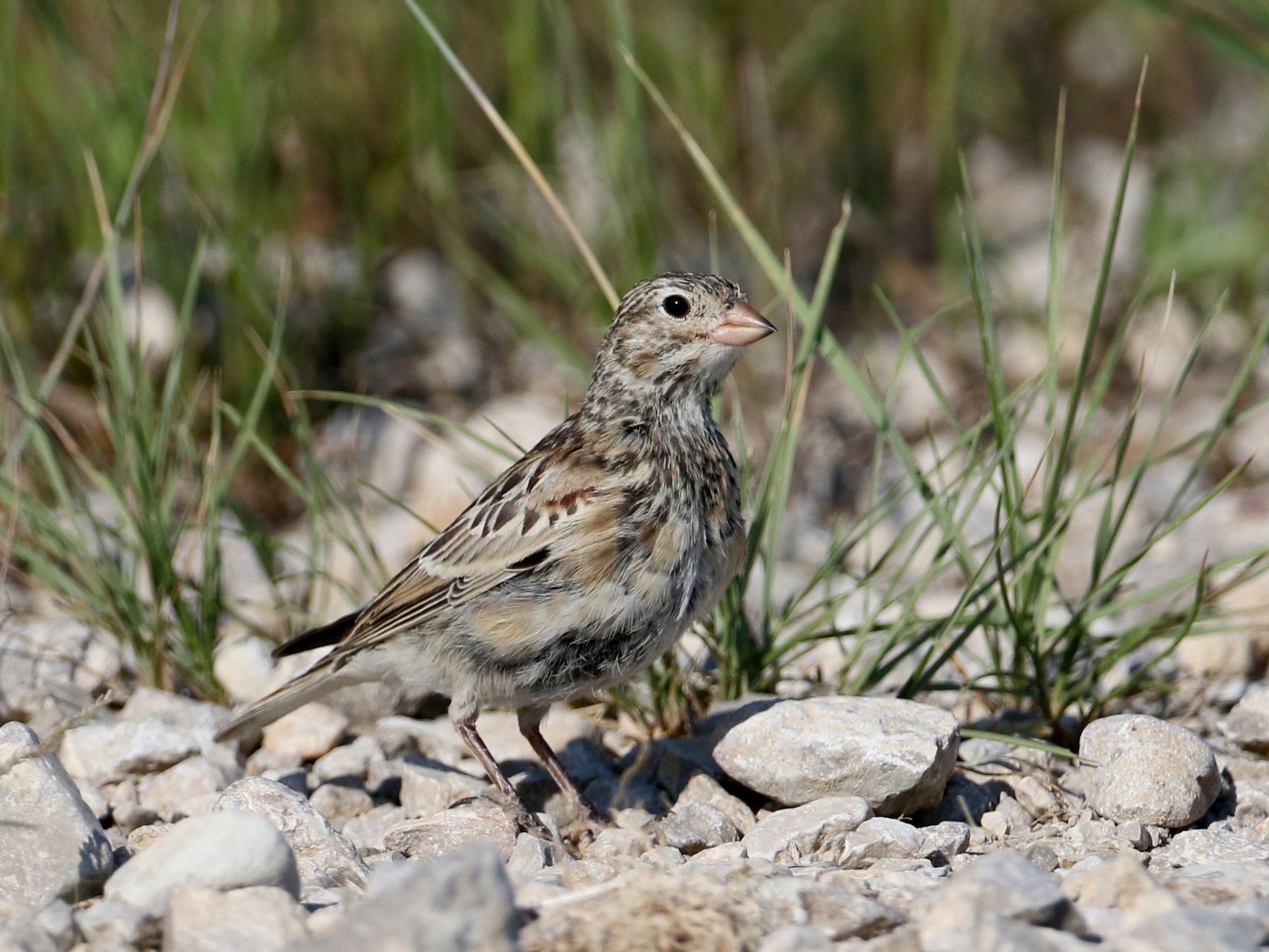Thick-billed Longspur - eBird