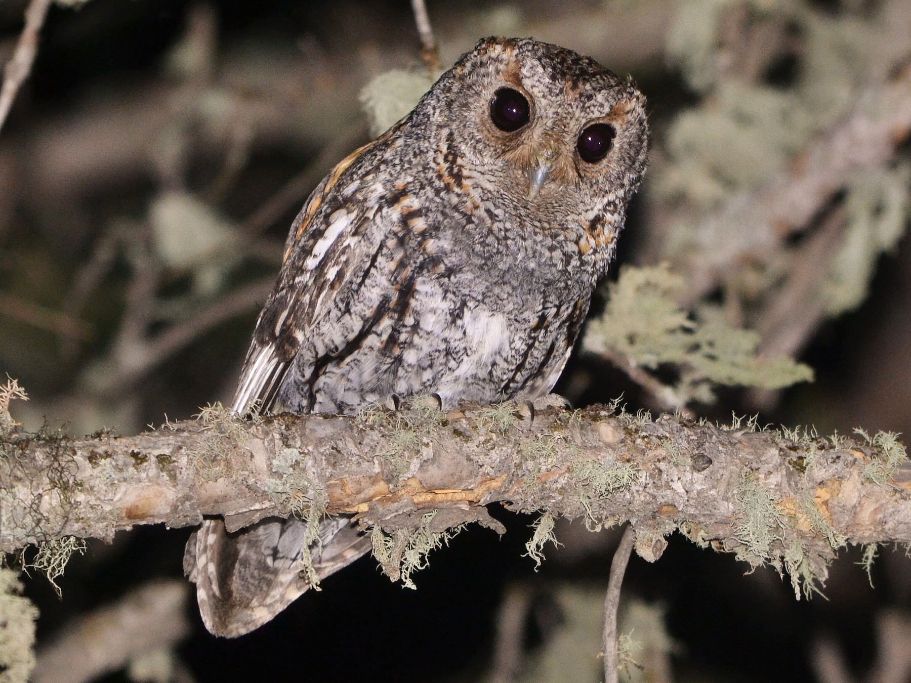 Flammulated Owl - eBird