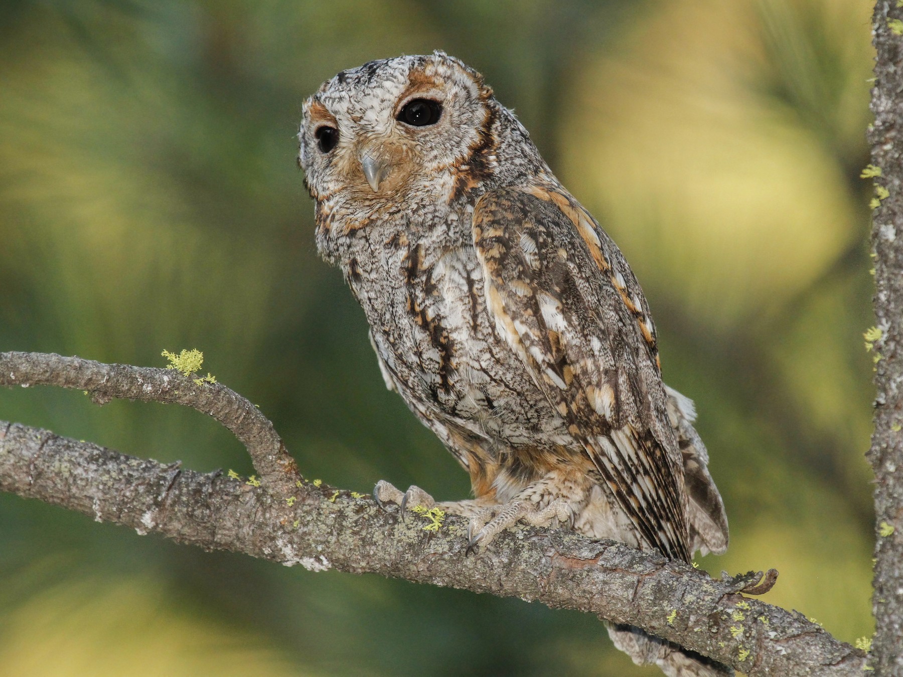 Flammulated Owl - eBird