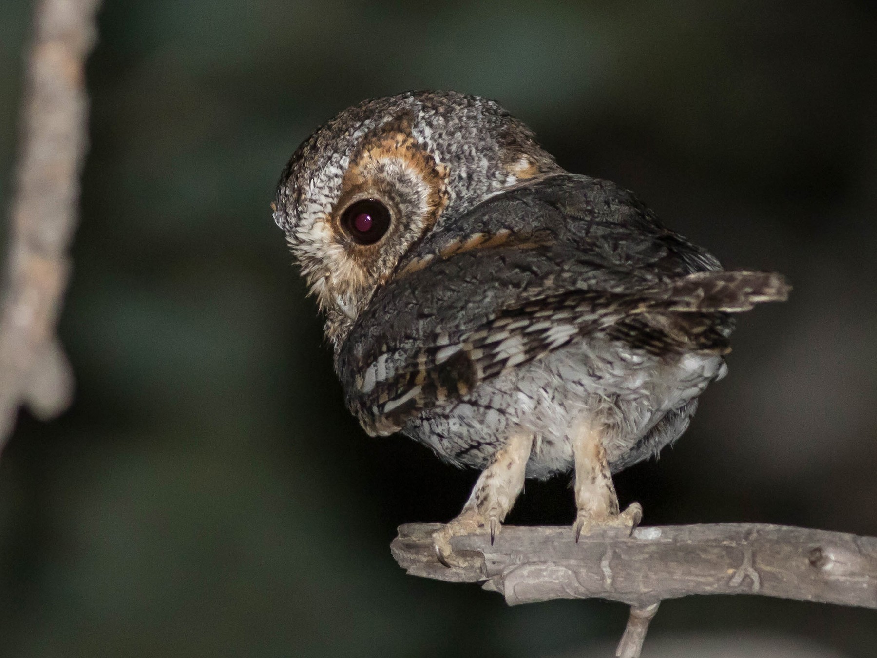 Flammulated Owl - eBird
