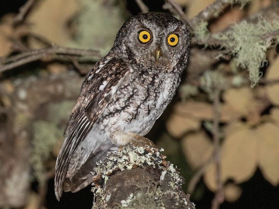 Whiskered Screech Owl - eBird