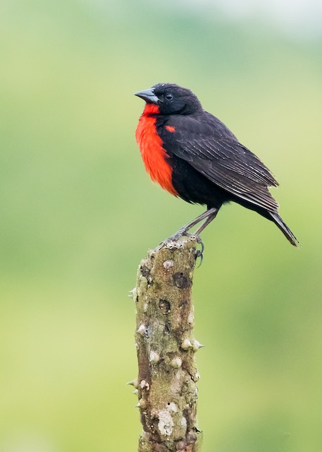 Red Breasted Bird