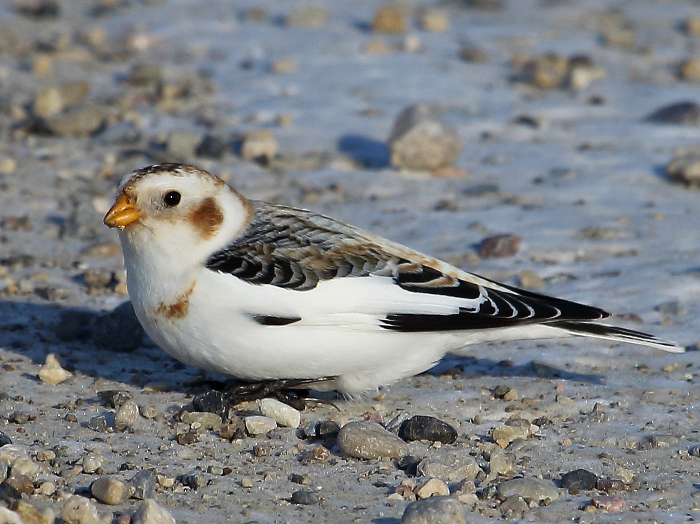 Snow Bunting - eBird