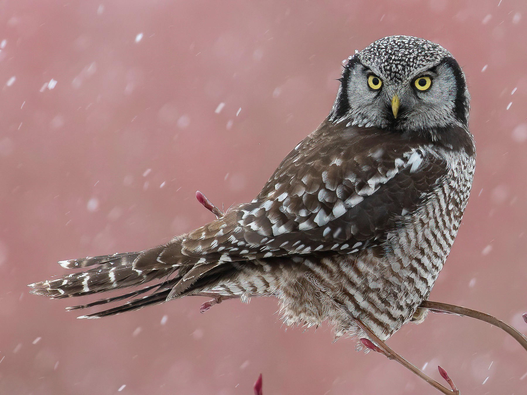 Northern Hawk Owl - eBird