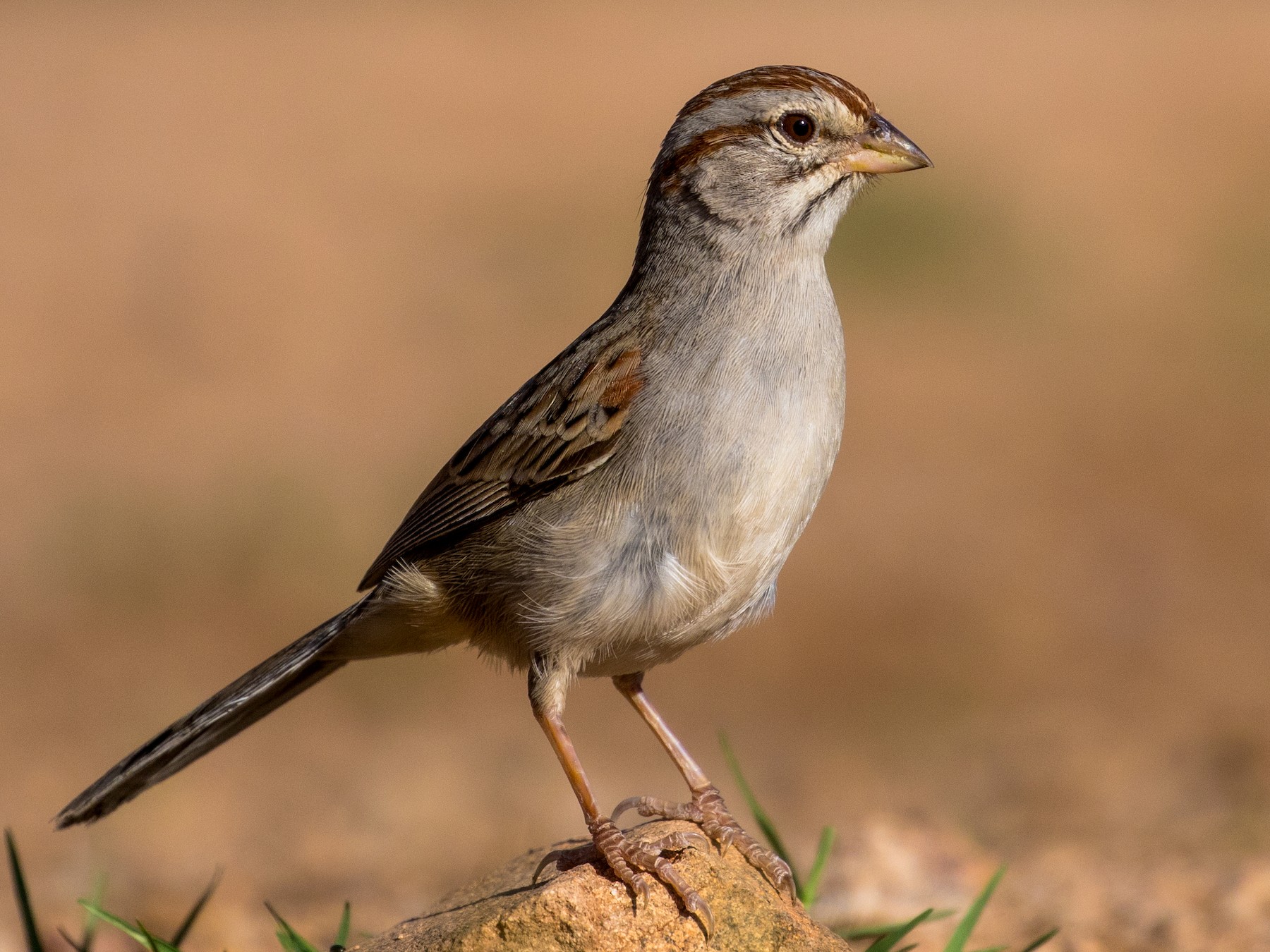Rufous-winged Sparrow - eBird