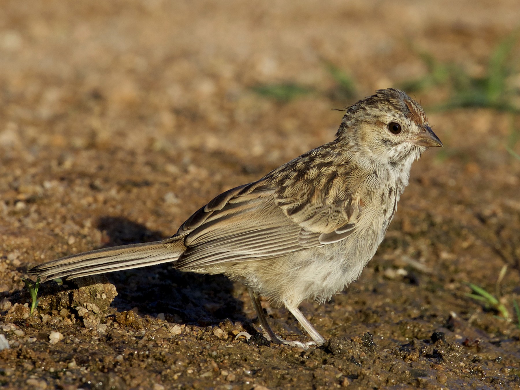 Rufous-winged Sparrow - eBird