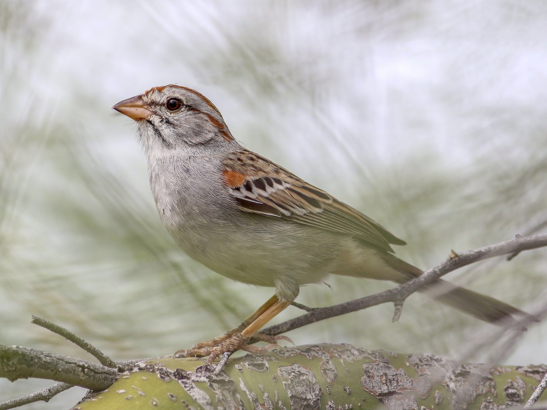 Rufous-winged Sparrow - eBird