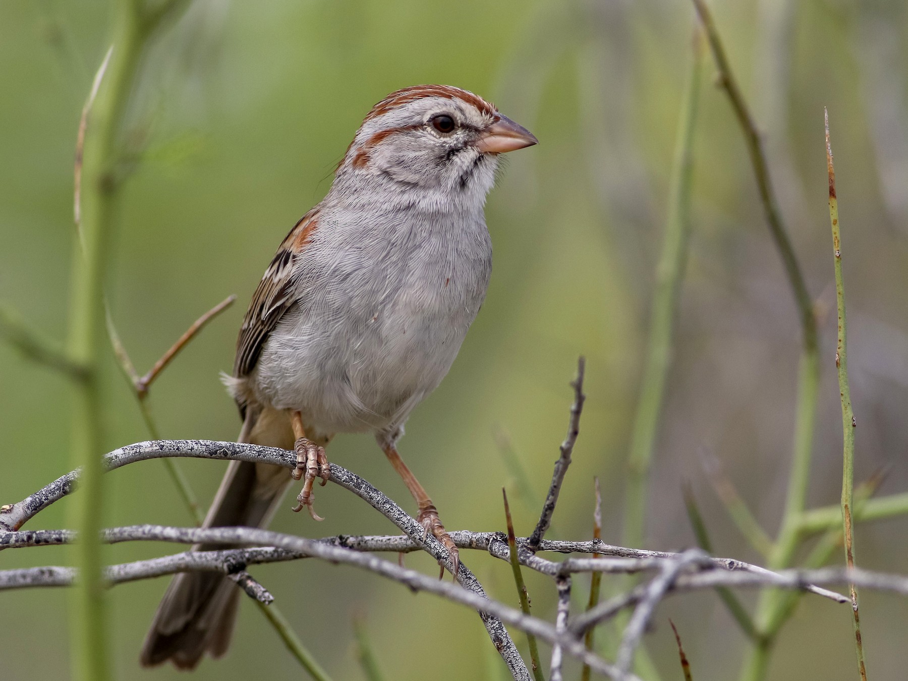 Zacatonero Hombros Canela - eBird