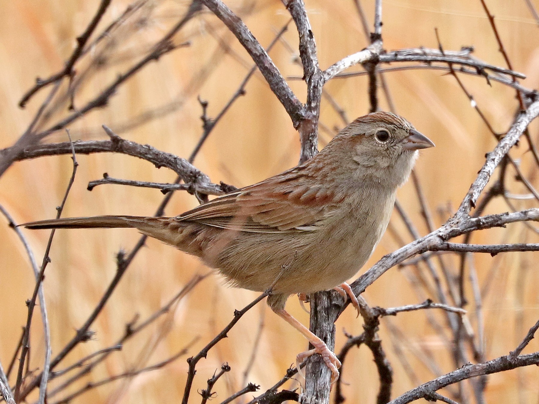 Botteri's Sparrow - eBird