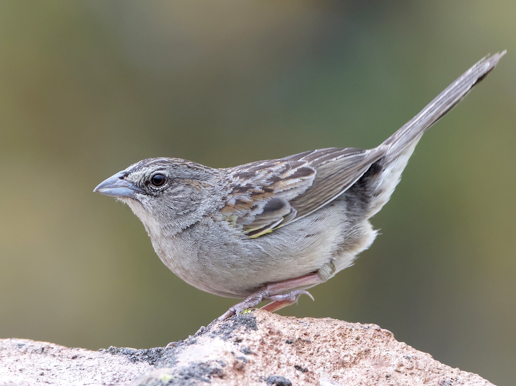 Botteri's Sparrow - eBird