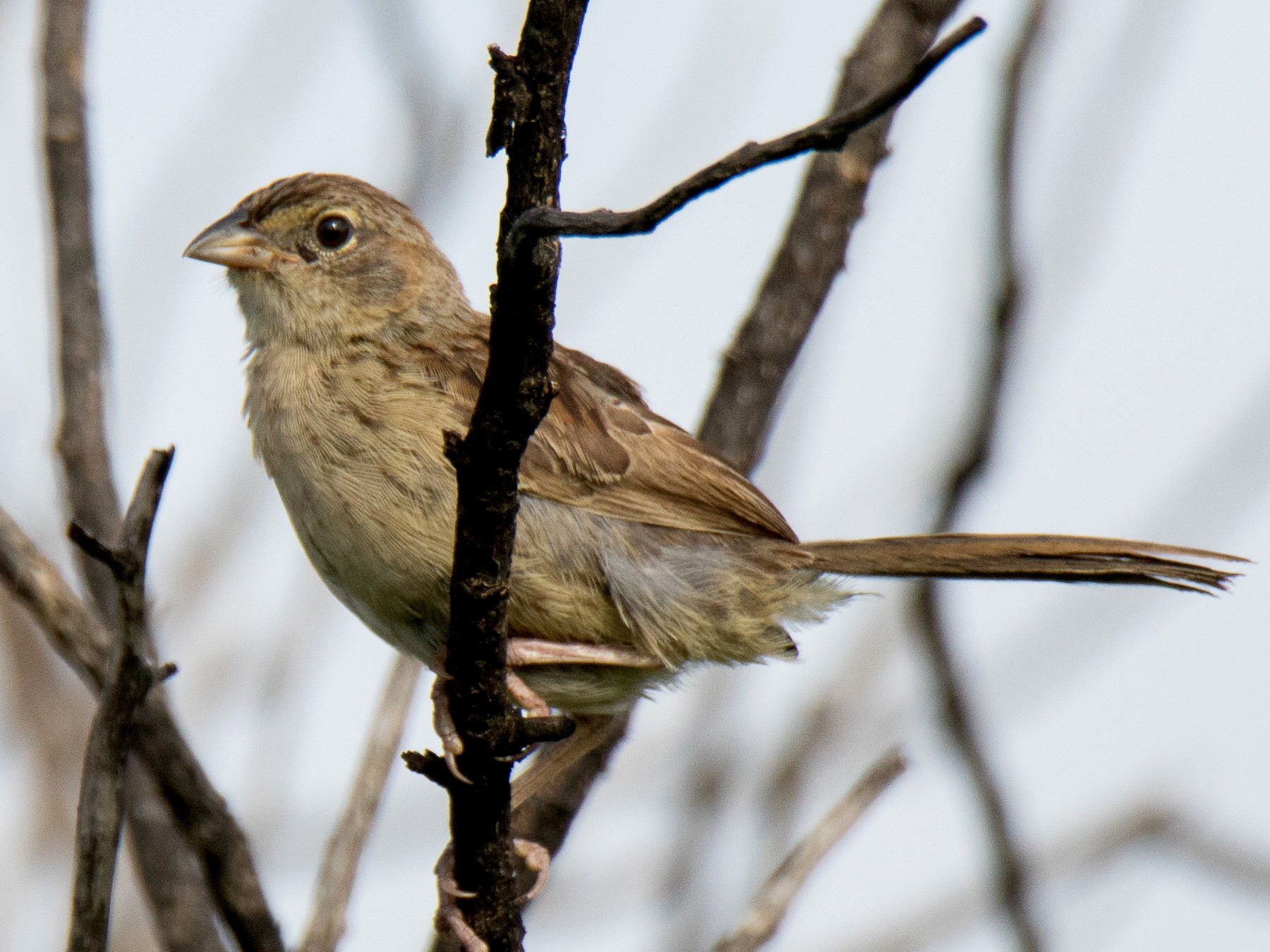 Botteri's Sparrow - eBird