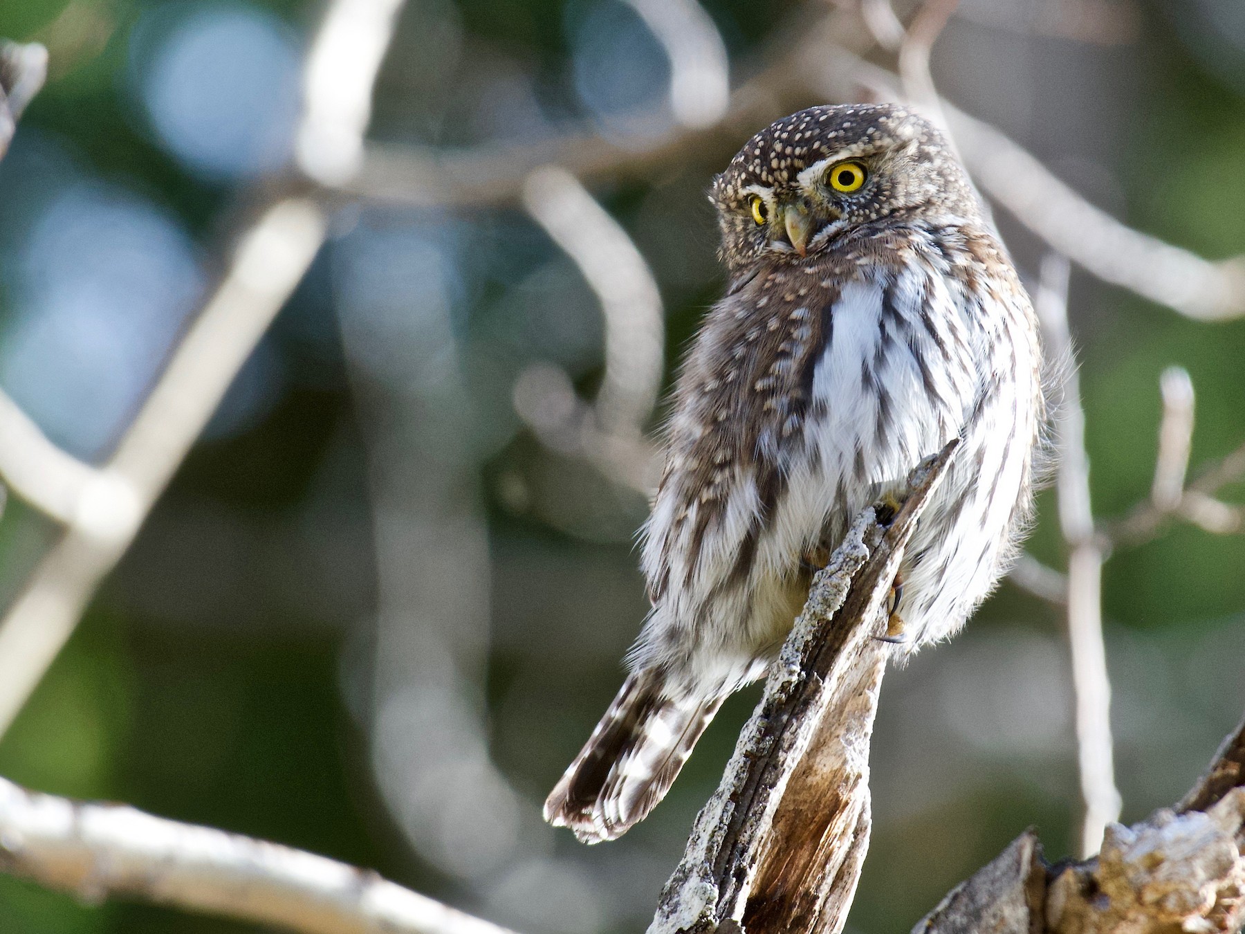 Northern Pygmy-Owl - eBird