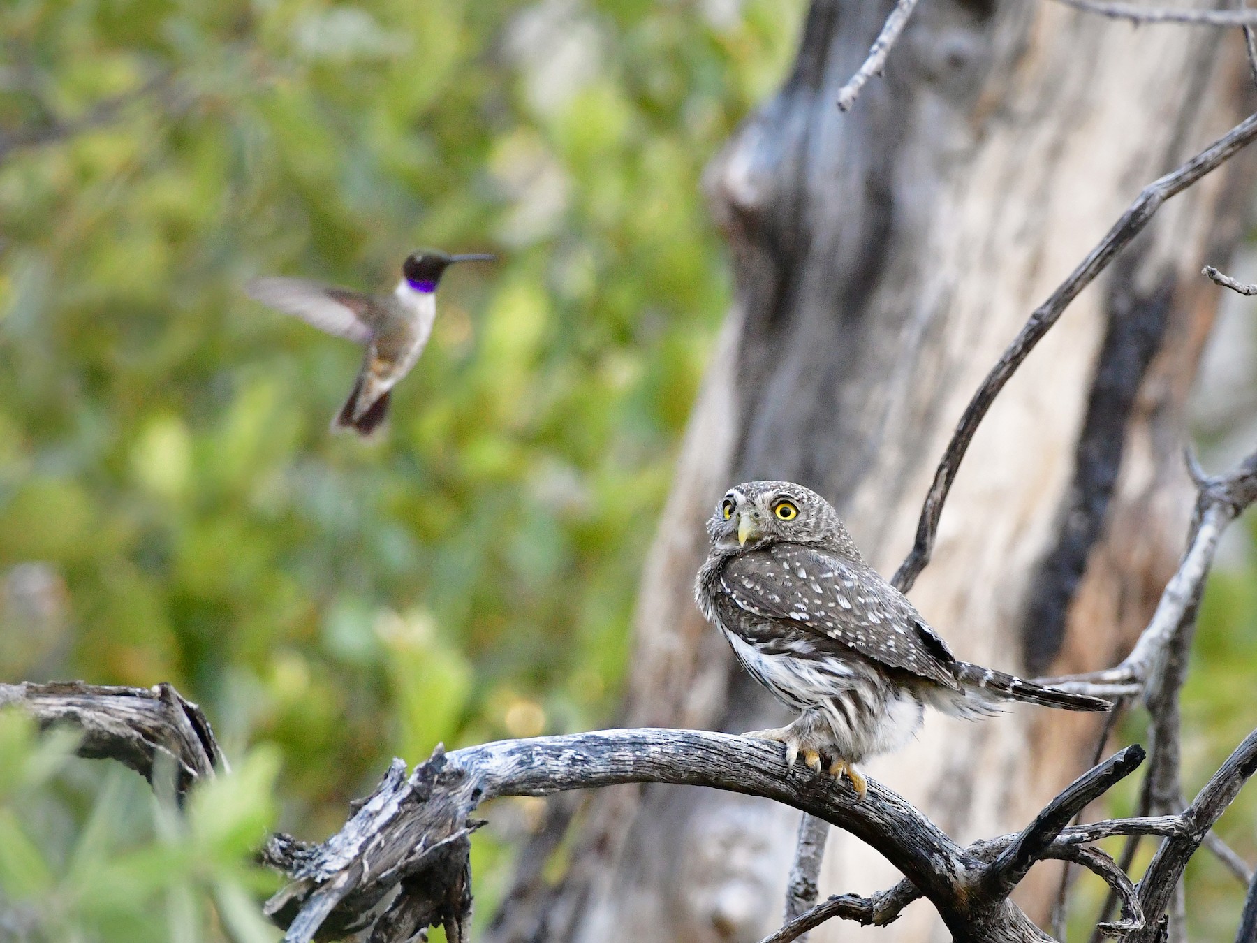 Northern Pygmy-Owl - eBird