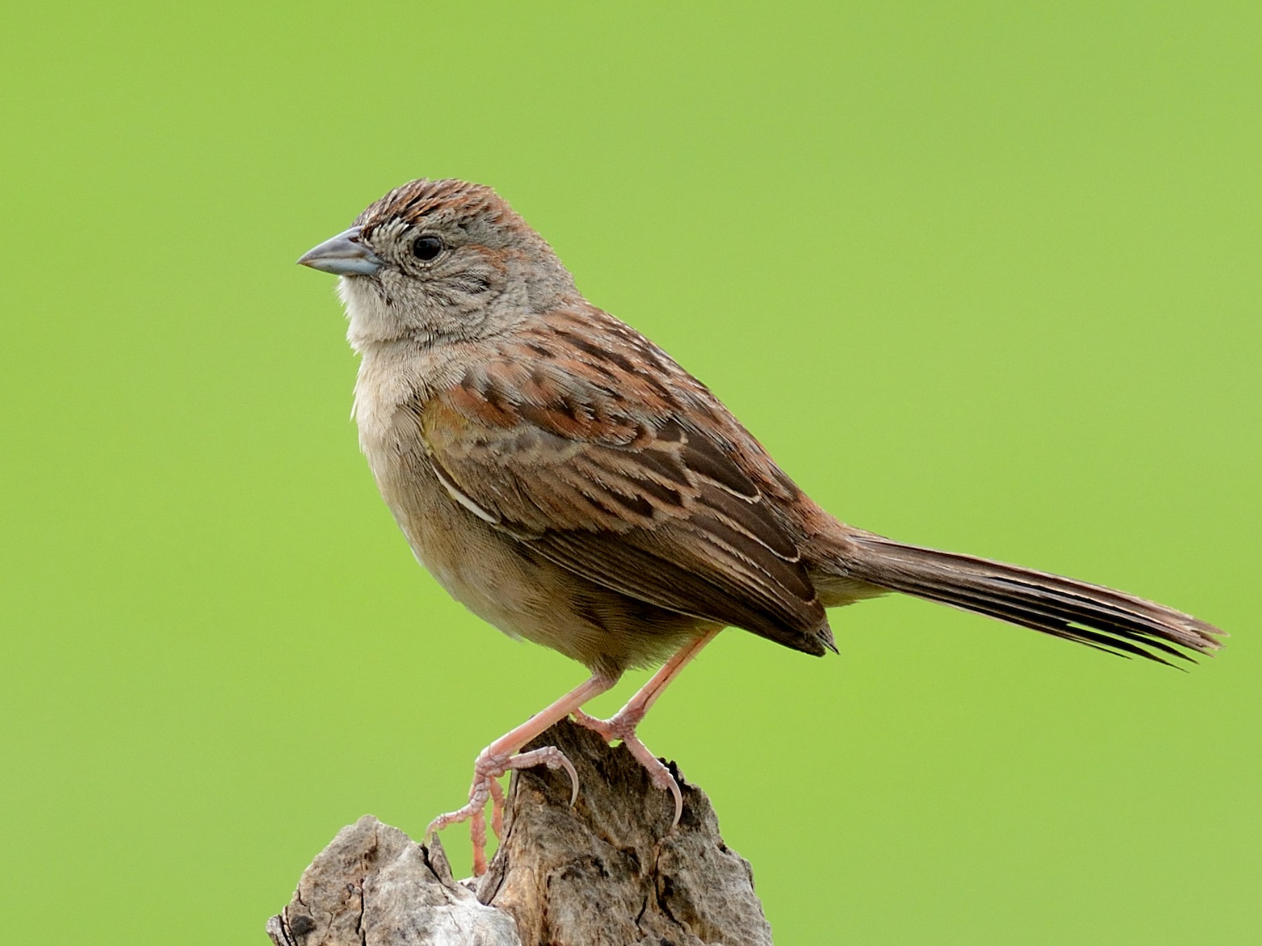 Botteri's Sparrow - eBird