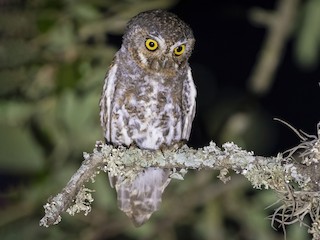 Elf Owl - eBird