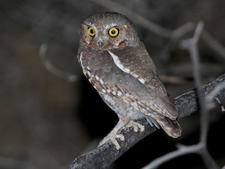 サボテンフクロウ - eBird サボテンフクロウ - eBird