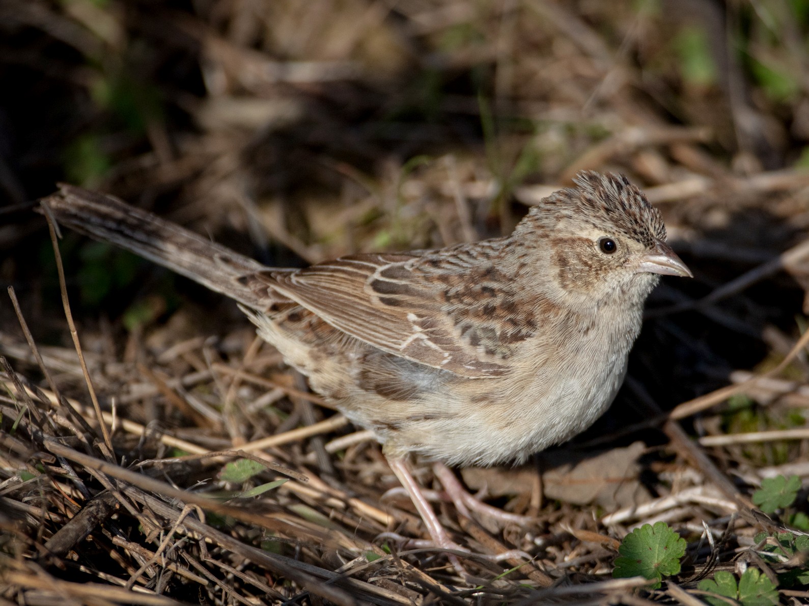 Cassin's Sparrow - eBird
