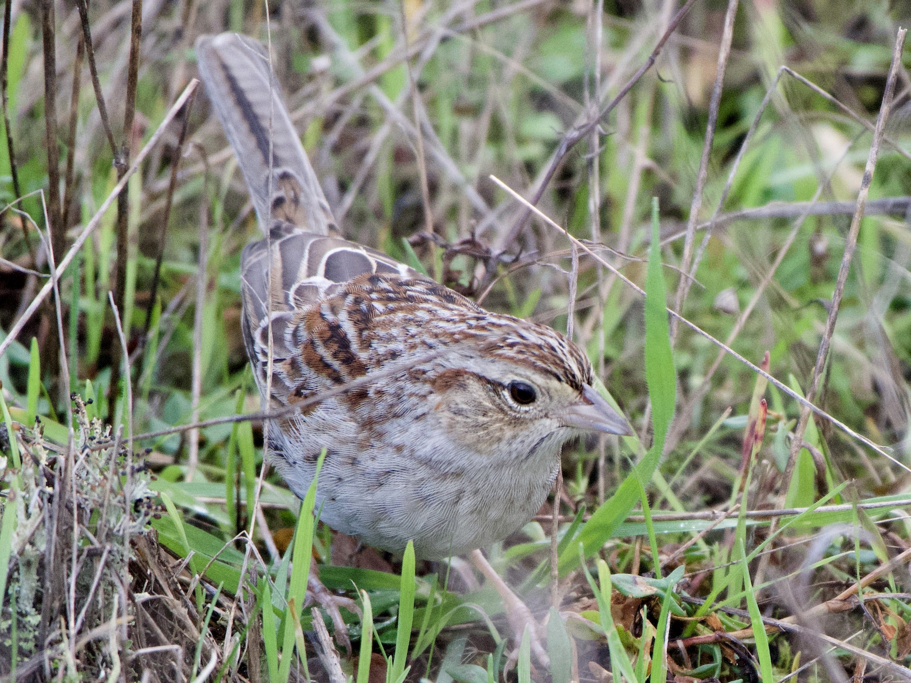 Cassin's Sparrow - eBird