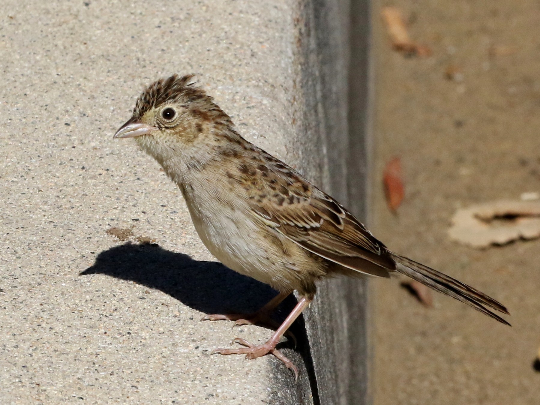 Cassin's Sparrow - eBird