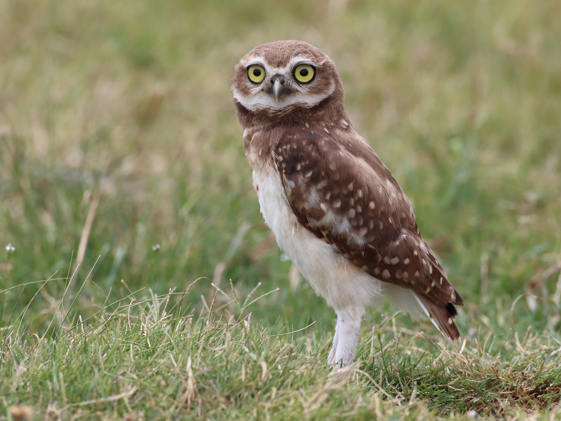 Burrowing Owl - eBird