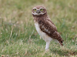 Burrowing Owl - eBird