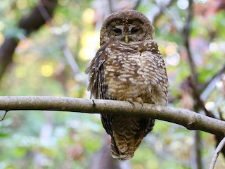 Búho Moteado - eBird