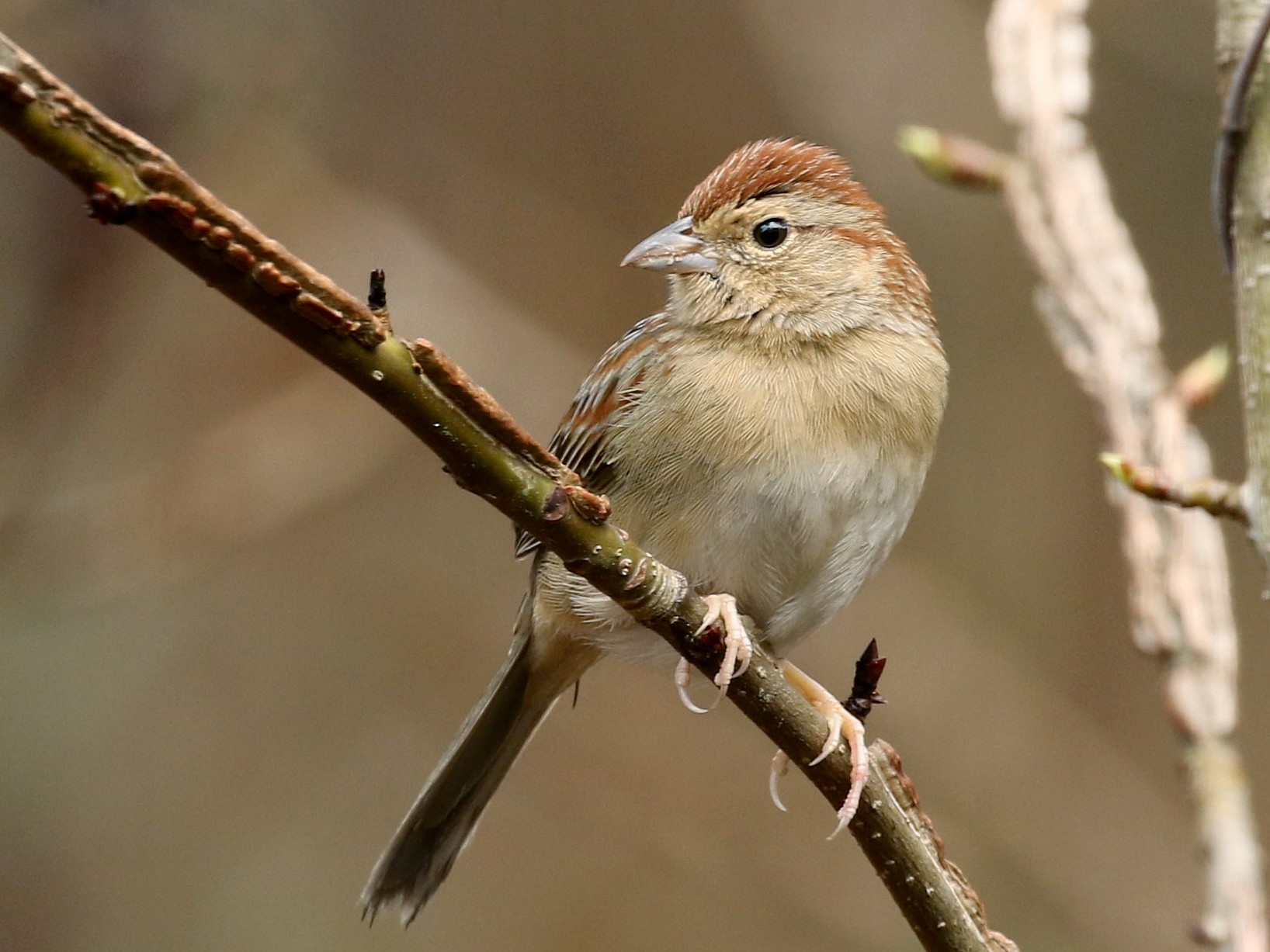 Bachman's Sparrow - eBird