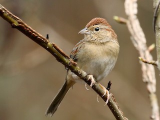 Bachman's Sparrow - eBird
